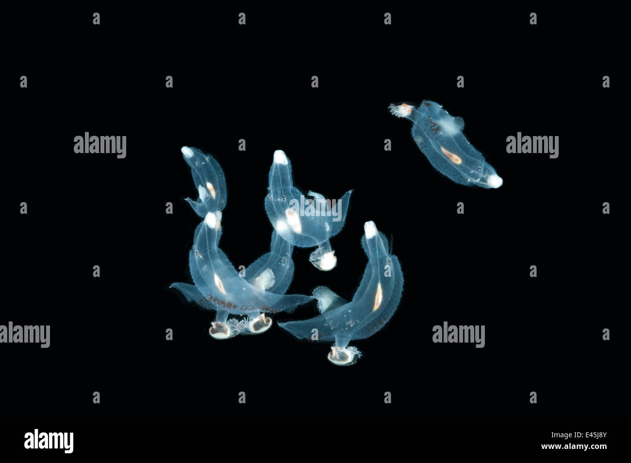 Deepsea heteropod molluscs (Carinaria lamarcki) from between 188m and ...