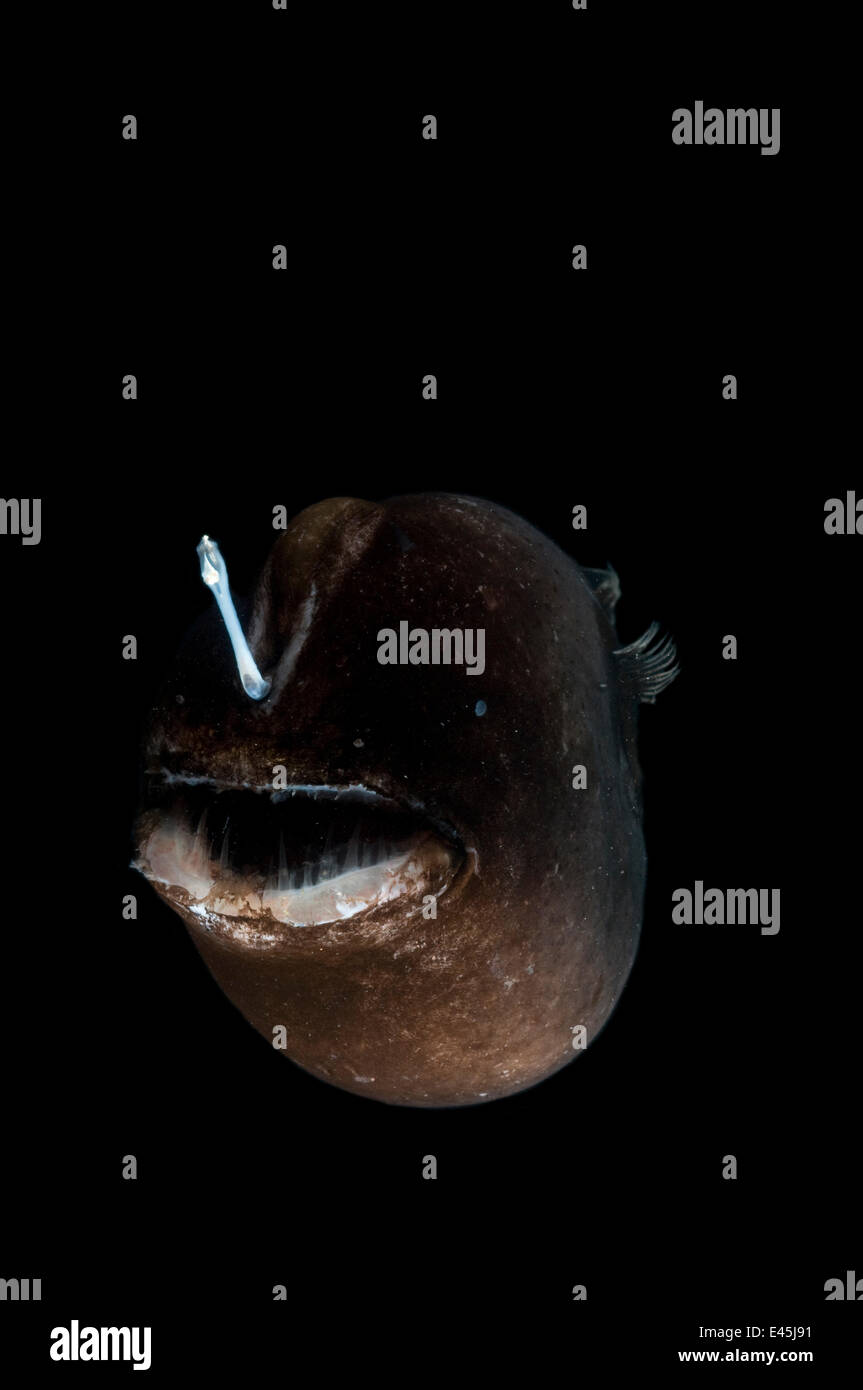 Angler fish lure hi-res stock photography and images - Alamy