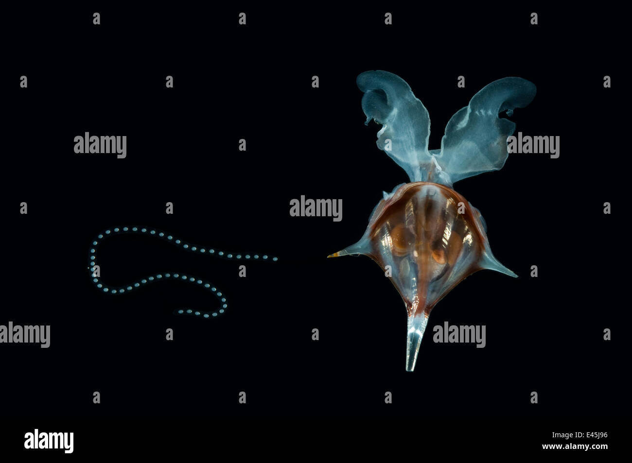 Underwater pteropod hi-res stock photography and images - Alamy