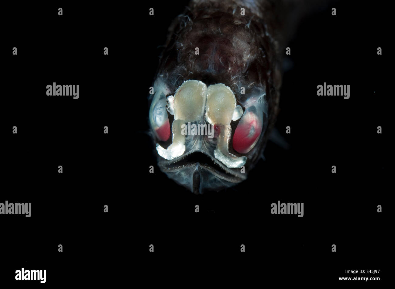 Lanternfish hi-res stock photography and images - Alamy