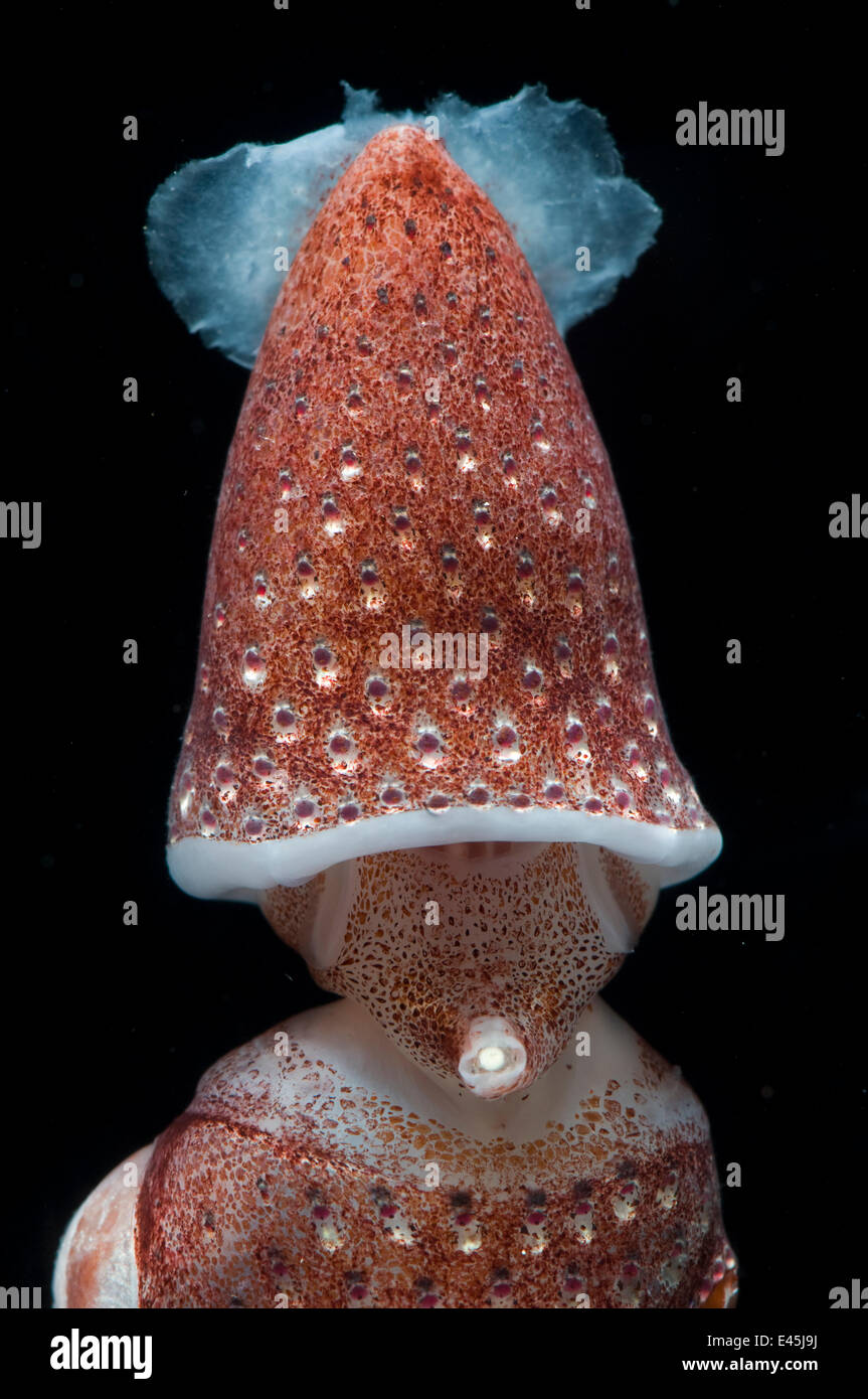 Deepsea squid (Histioteuthis sp) showing funnel, from between 188m ...