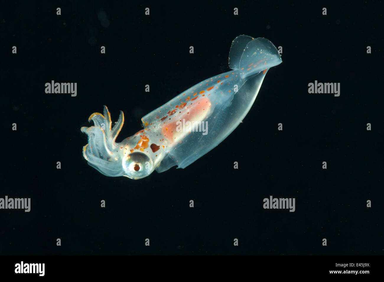 195 498m hi-res stock photography and images - Alamy