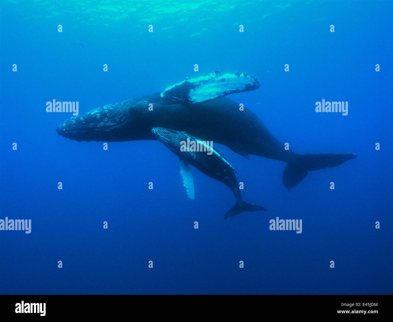 Mother And Baby Humpback Whale