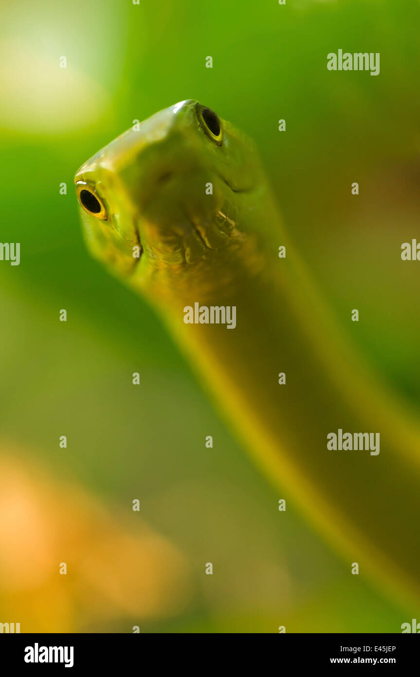 Eastern green mamba {Dendroaspis angusticeps} strike pose, captive ...