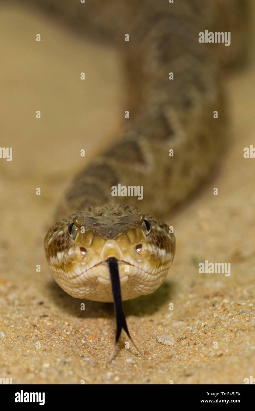 Western diamondback rattlesnake {Crotalus atrox} captive, from Texas ...