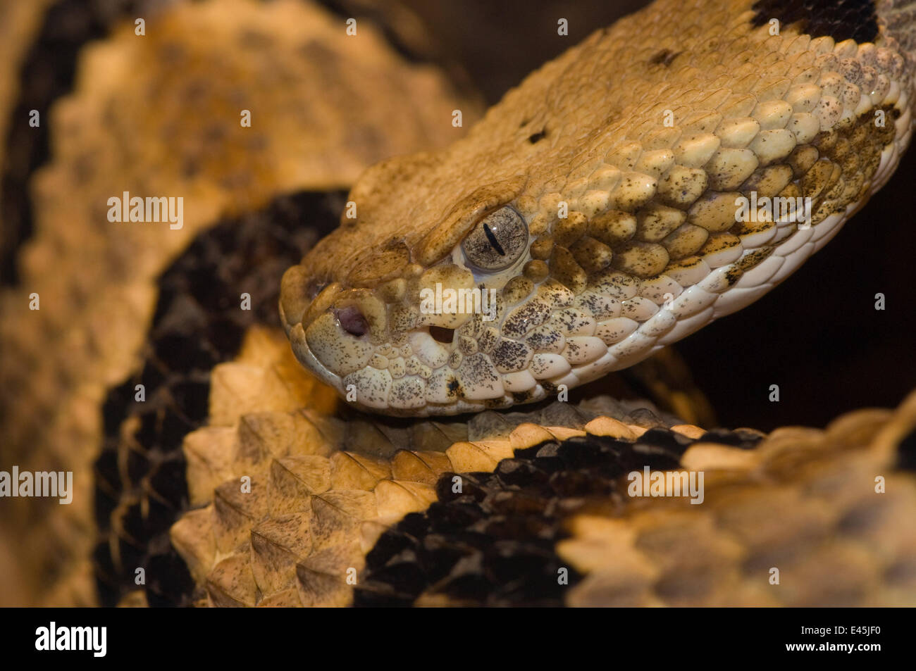 Canebrake Rattlesnake {Crotalus horridus atricaudatus} captive Stock ...