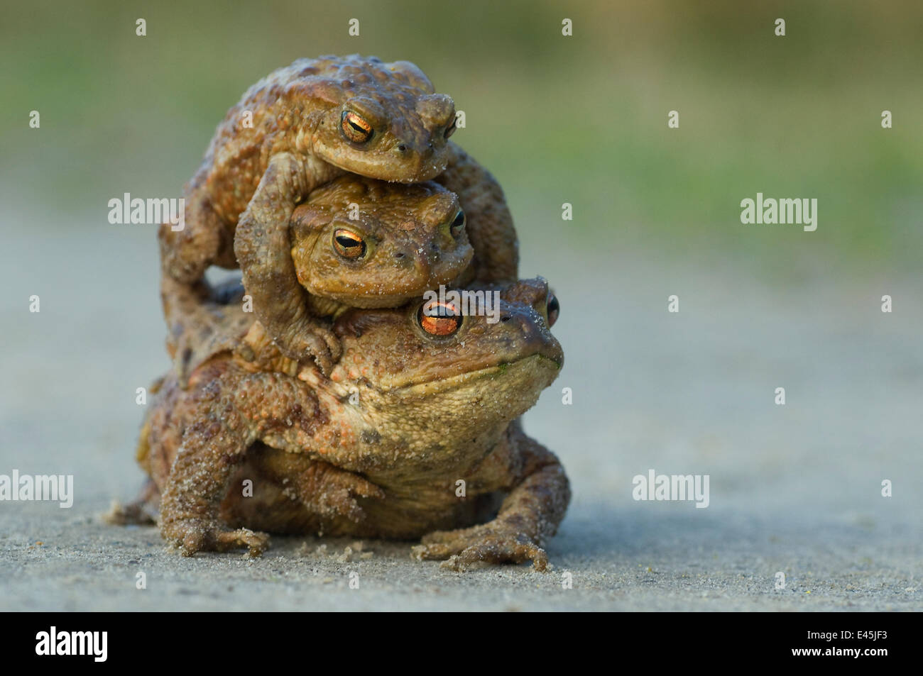 Common european toad {Bufo bufo} two males attempting to mate with one female, the Netherlands ...
