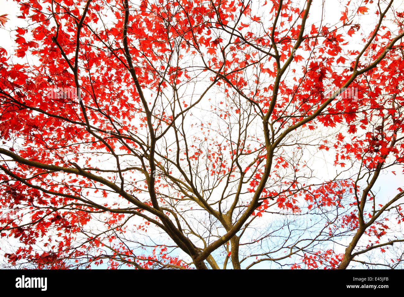 Beautiful red Japanese maple tree background Stock Photo - Alamy