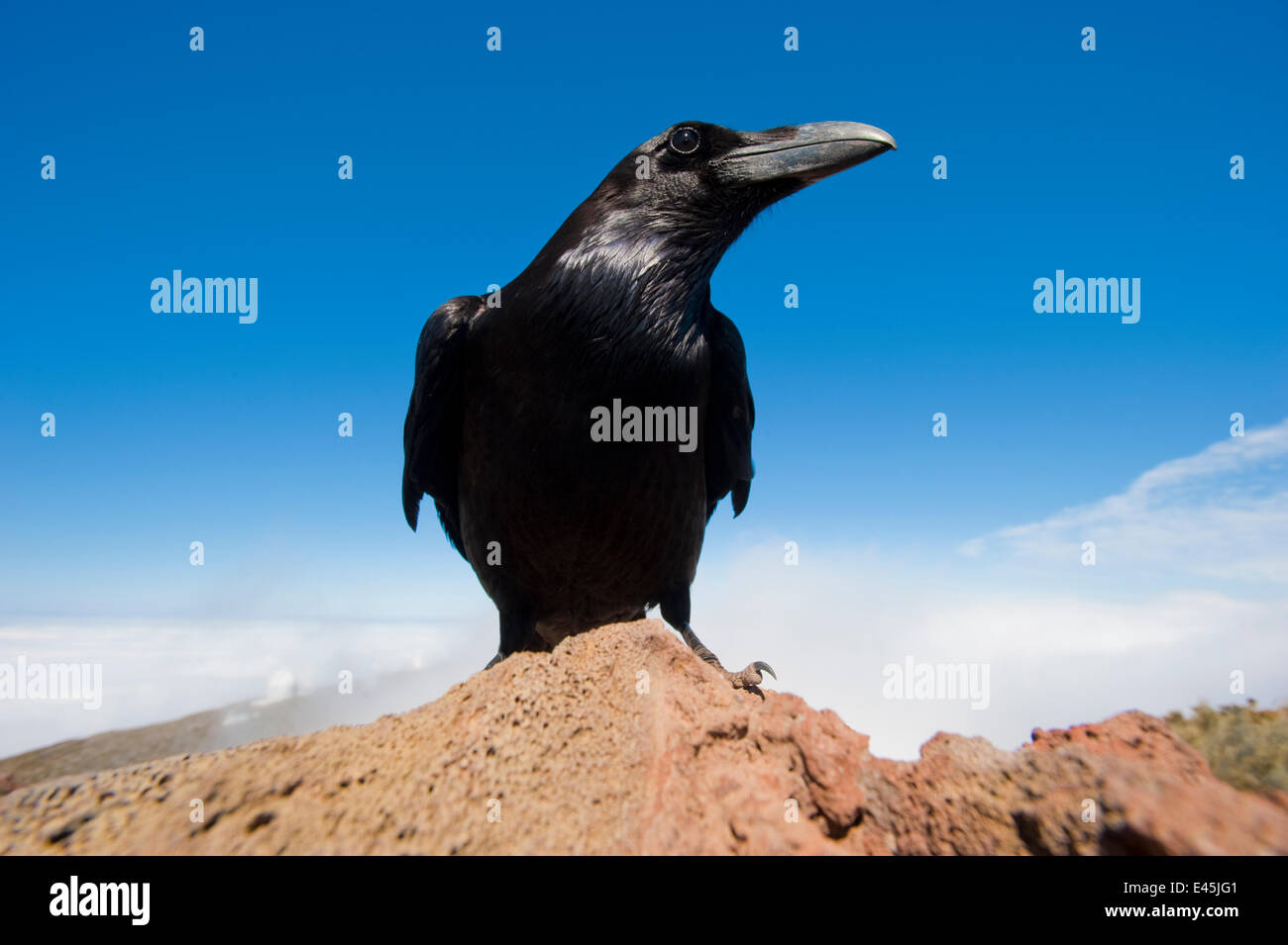 Common raven (Corvus corax) perched on rock, La Caldera de Taburiente ...