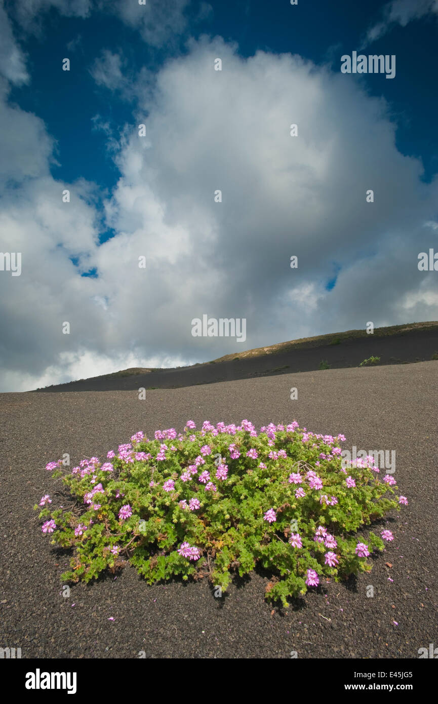 Herb robert (Geranium robertianum) flowering in lava field, La Geria ...