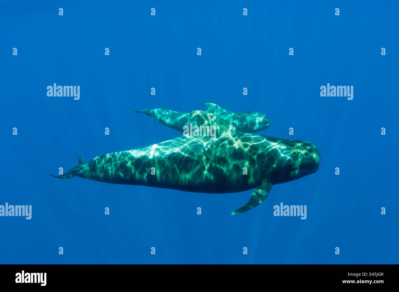 Shortfin pilot whale (Globicephala macrorhynchus) with baby, Canary ...