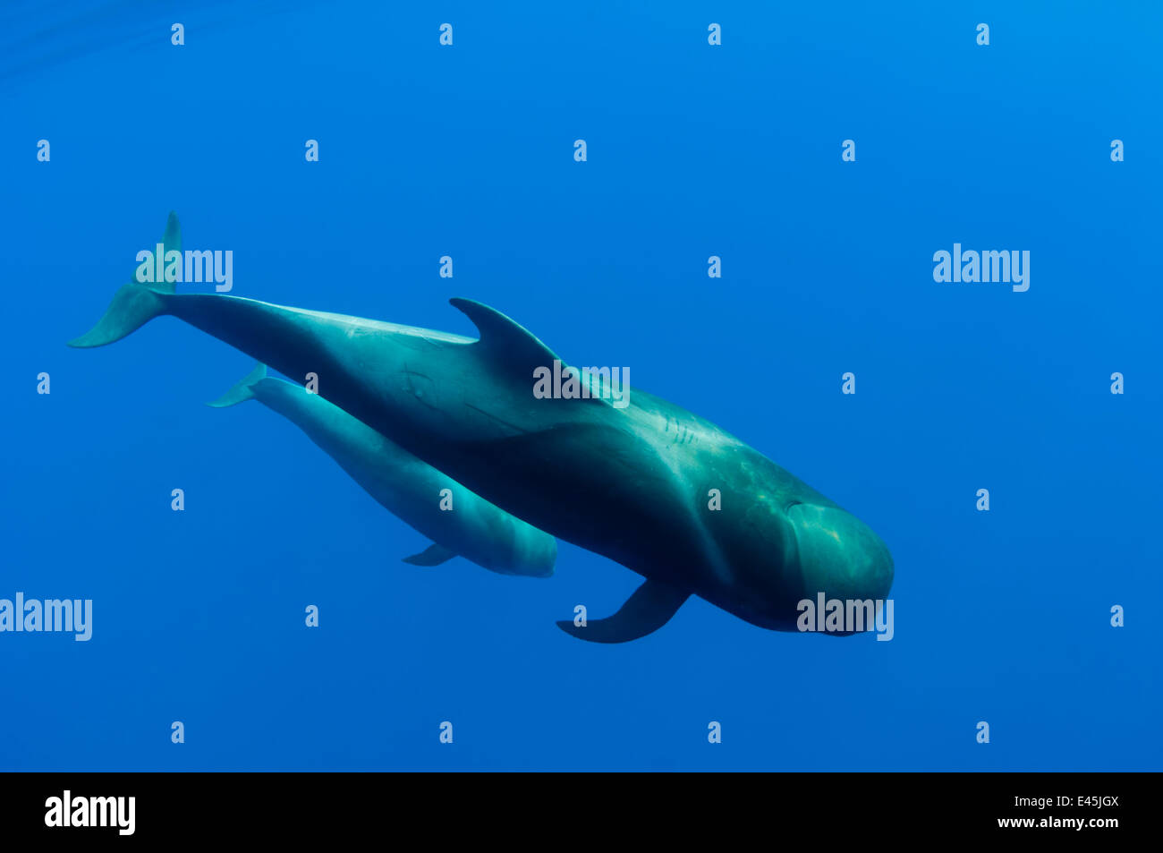 Shortfin pilot whale hi-res stock photography and images - Alamy