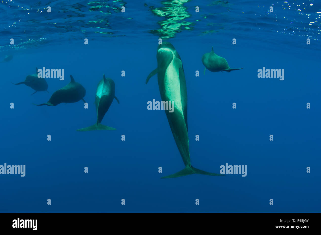 Whale Whales Below The Water Surface High Resolution Stock Photography ...