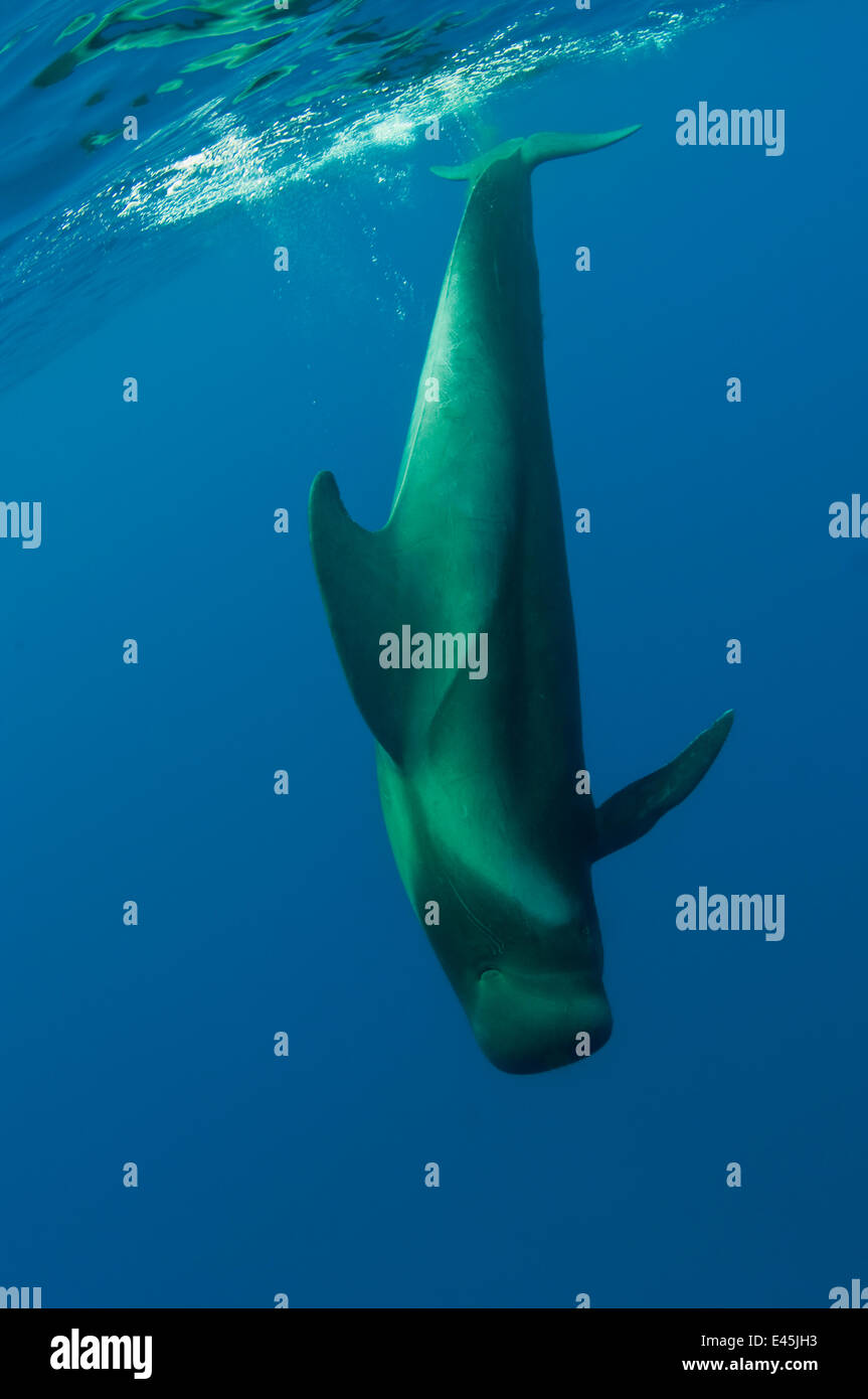 Shortfin pilot whale (Globicephala macrorhynchus) diving just below the ...
