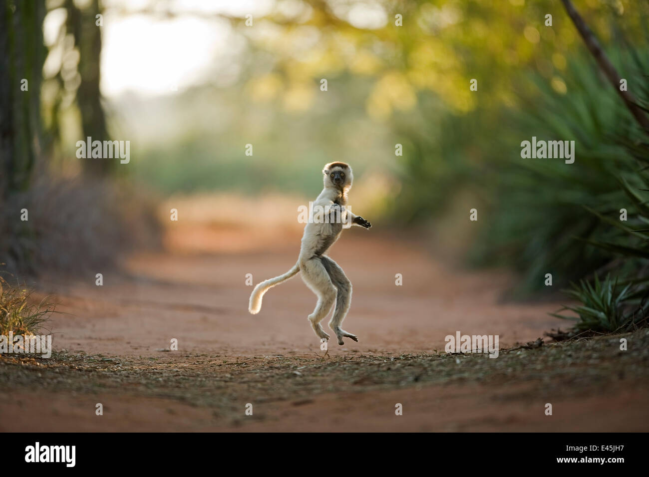 Leaping Lemurs High Resolution Stock Photography and Images - Alamy