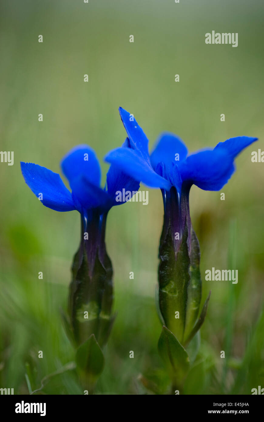 Spring gentian (Gentiana verna) flowers, Durmitor NP, Montenegro, May ...