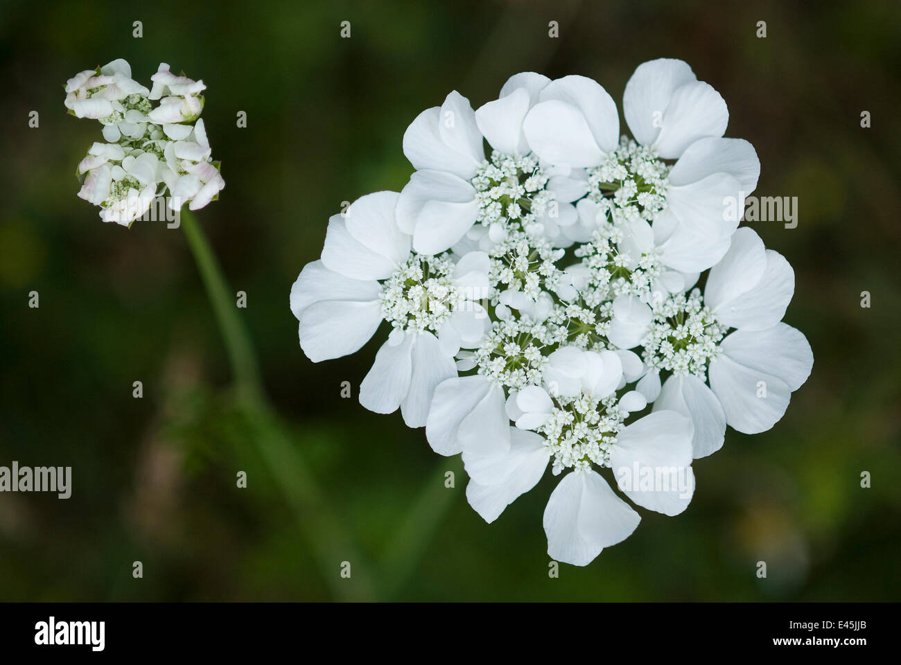 Cream scabious (Scabiosa ochroleuca) in flower, Lake Skadar National ...