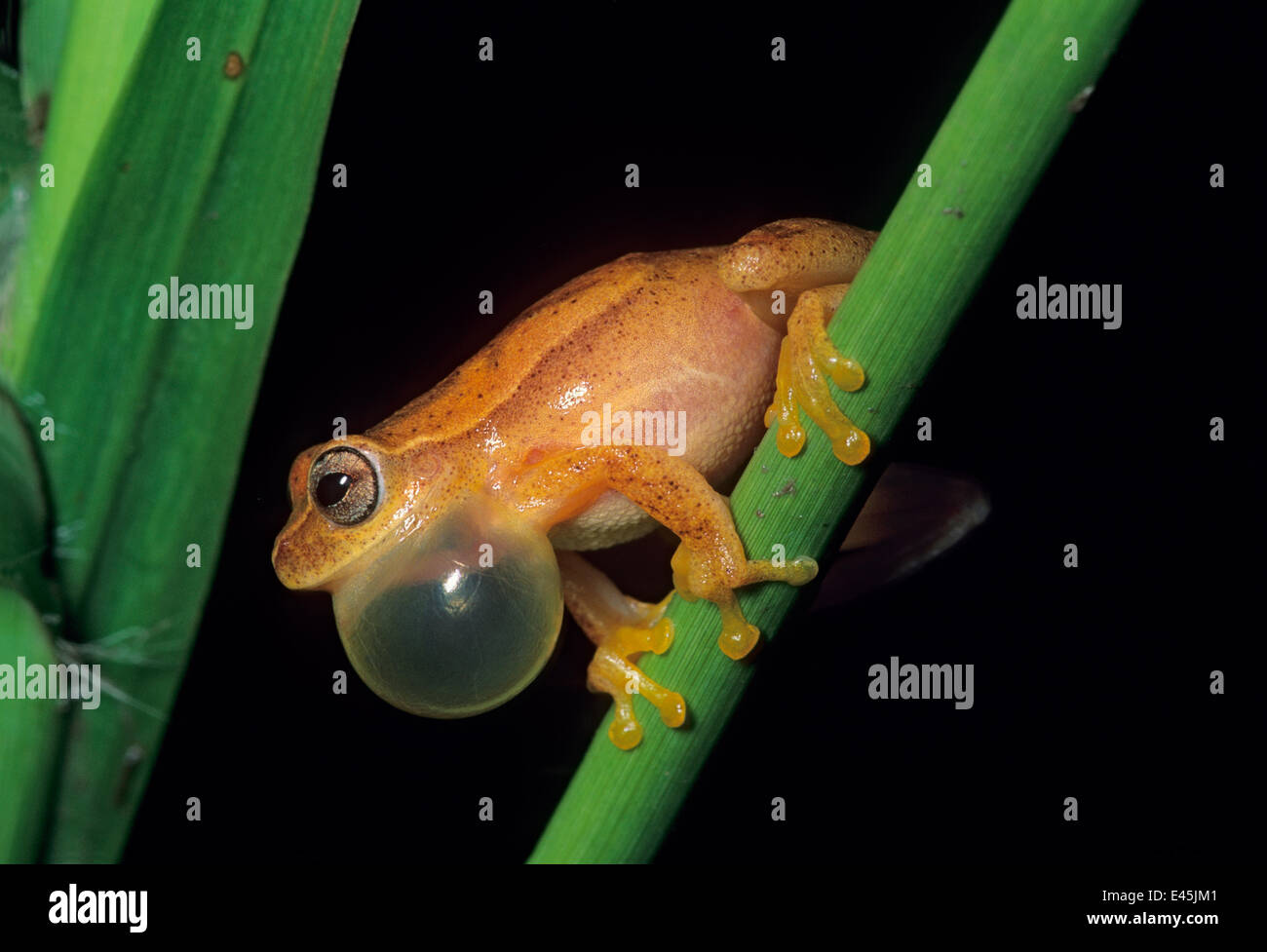 Yellow tree frog (Dendropsophus microcephalus) calling on plant stem ...