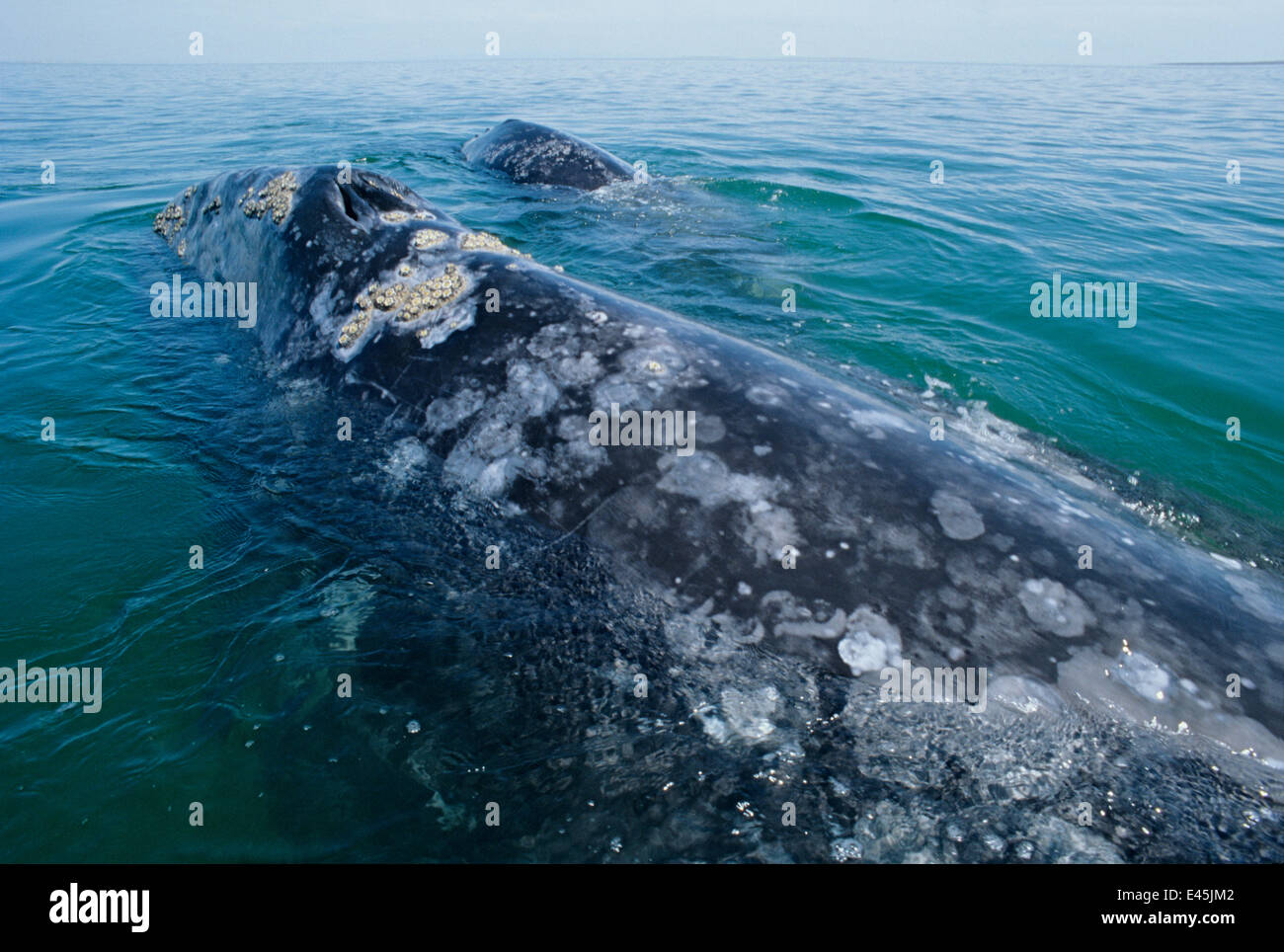 Scammon's lagoon hi-res stock photography and images - Alamy