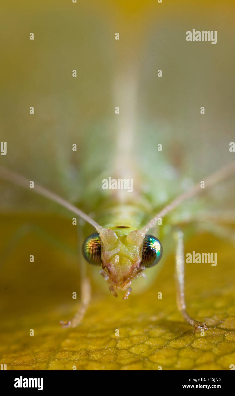 Green lacewing chrysopa sp close up of head hi-res stock photography ...