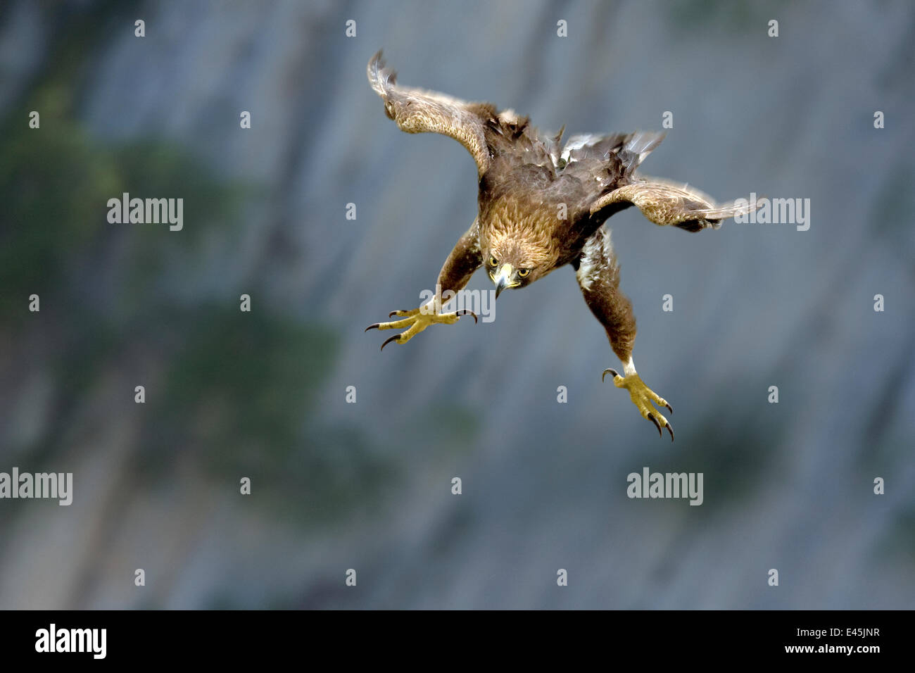 Swooping hi-res stock photography and images - Alamy