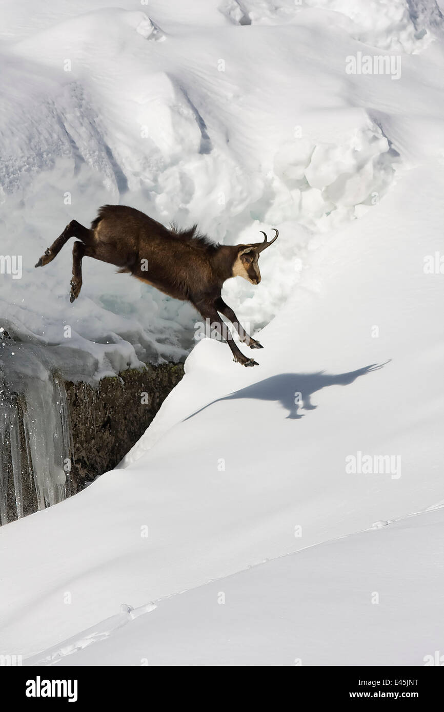 Chamois (Rupicapra rupicapra) jumping over crevasse in the snow ...
