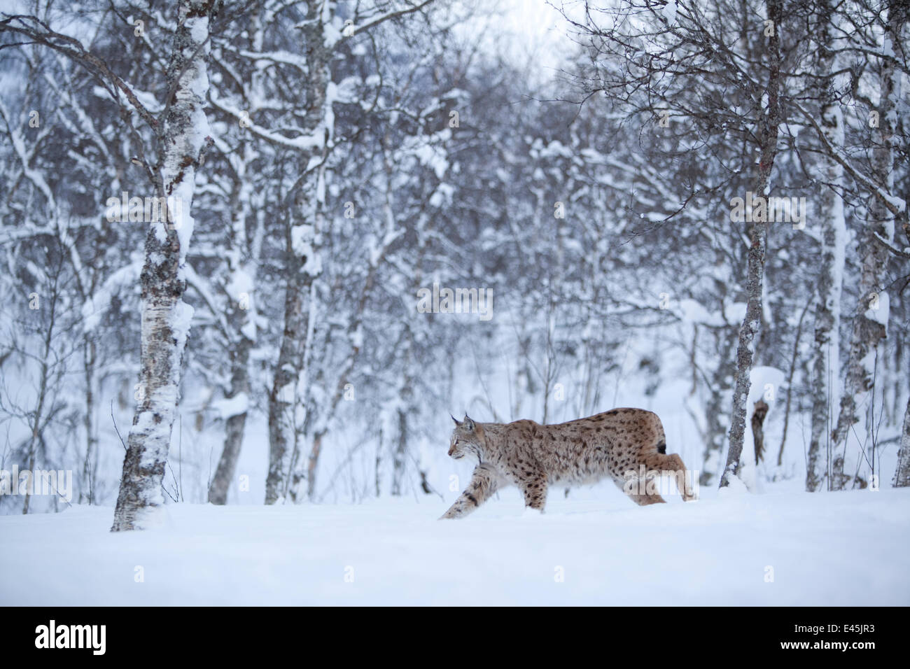 European Lynx (Lynx lynx) in birch forest in snow, Tromso, Norway ...