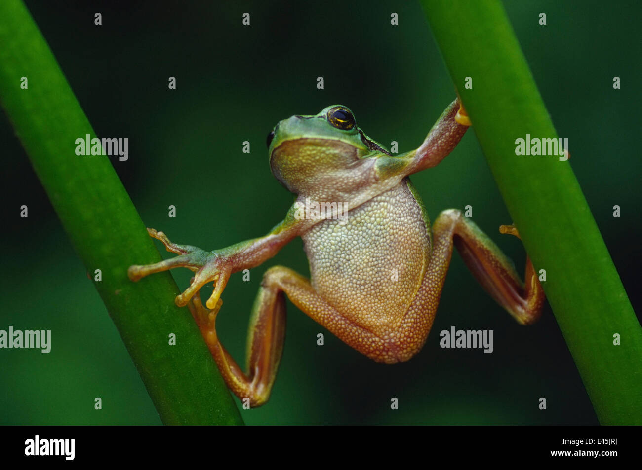 Common tree frog {Hyla arborea} climbing vegetation 'doing the splits ...