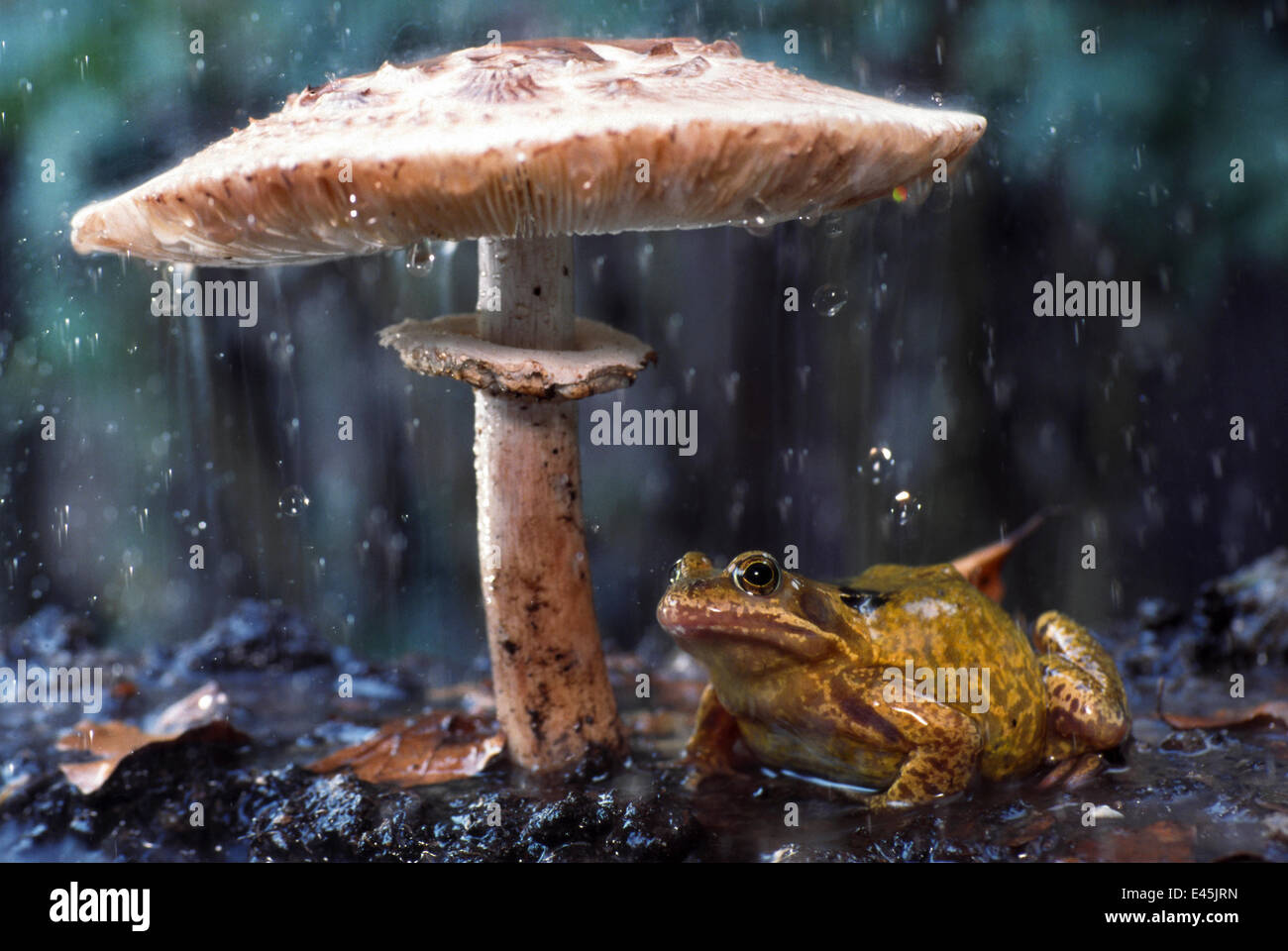 Toadstool frog hi-res stock photography and images - Alamy
