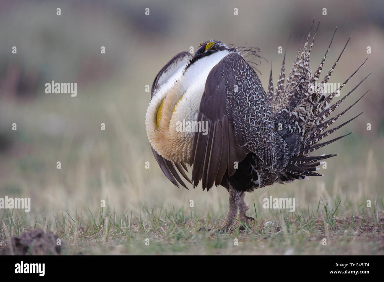 Sage hen hi-res stock photography and images - Alamy