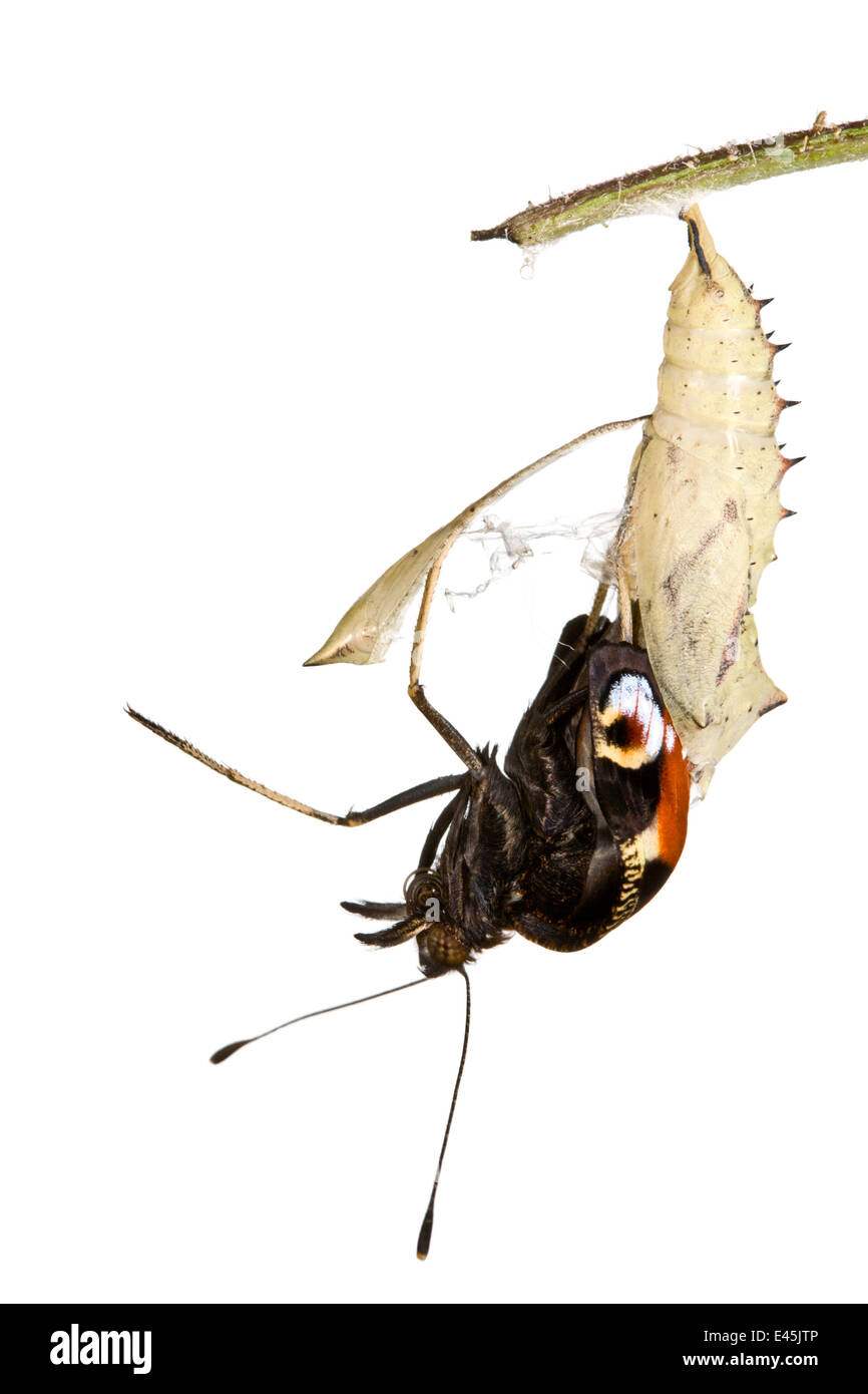 Hanging pupa Cut Out Stock Images & Pictures - Alamy