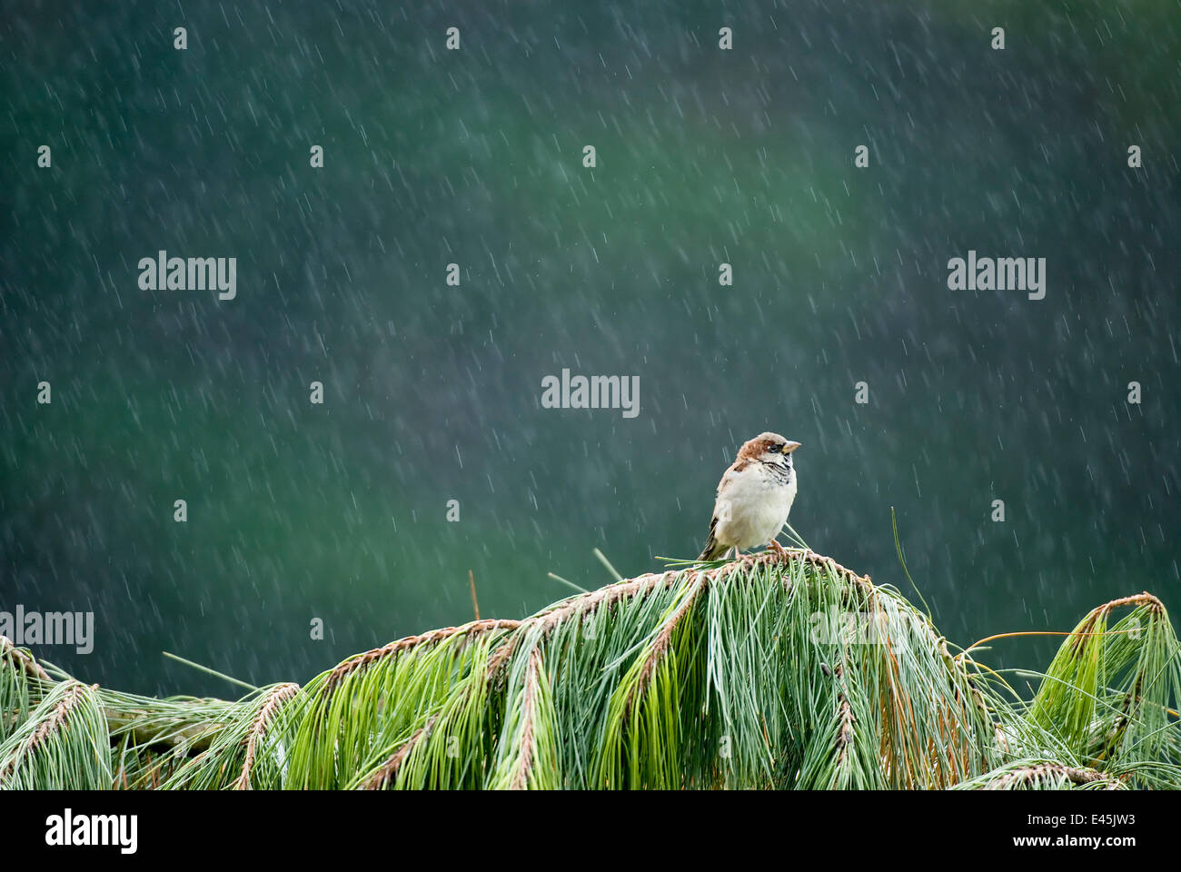 Male House sparrow (Passer domesticus) peched on a fallen Fir tree in ...