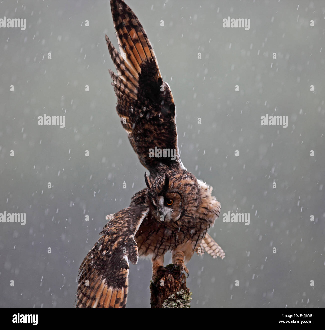 Long eared owls behavior hi-res stock photography and images - Alamy