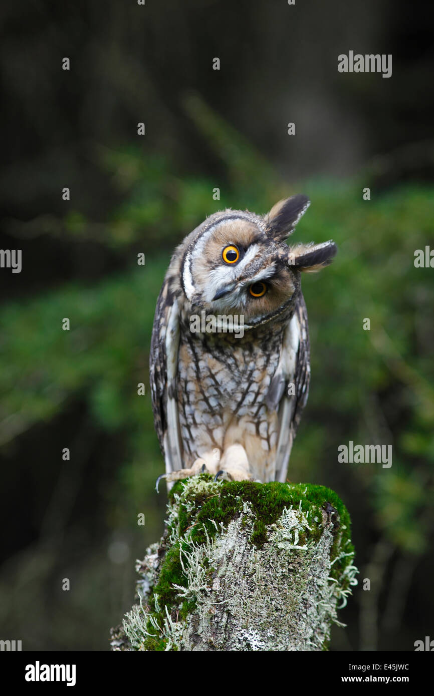 Side of owl face hi-res stock photography and images - Alamy