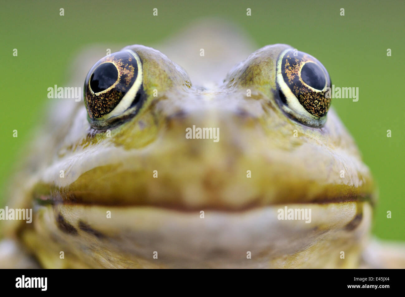 European edible frog (Rana Esculenta) close-up, Prypiat area, Belarus ...