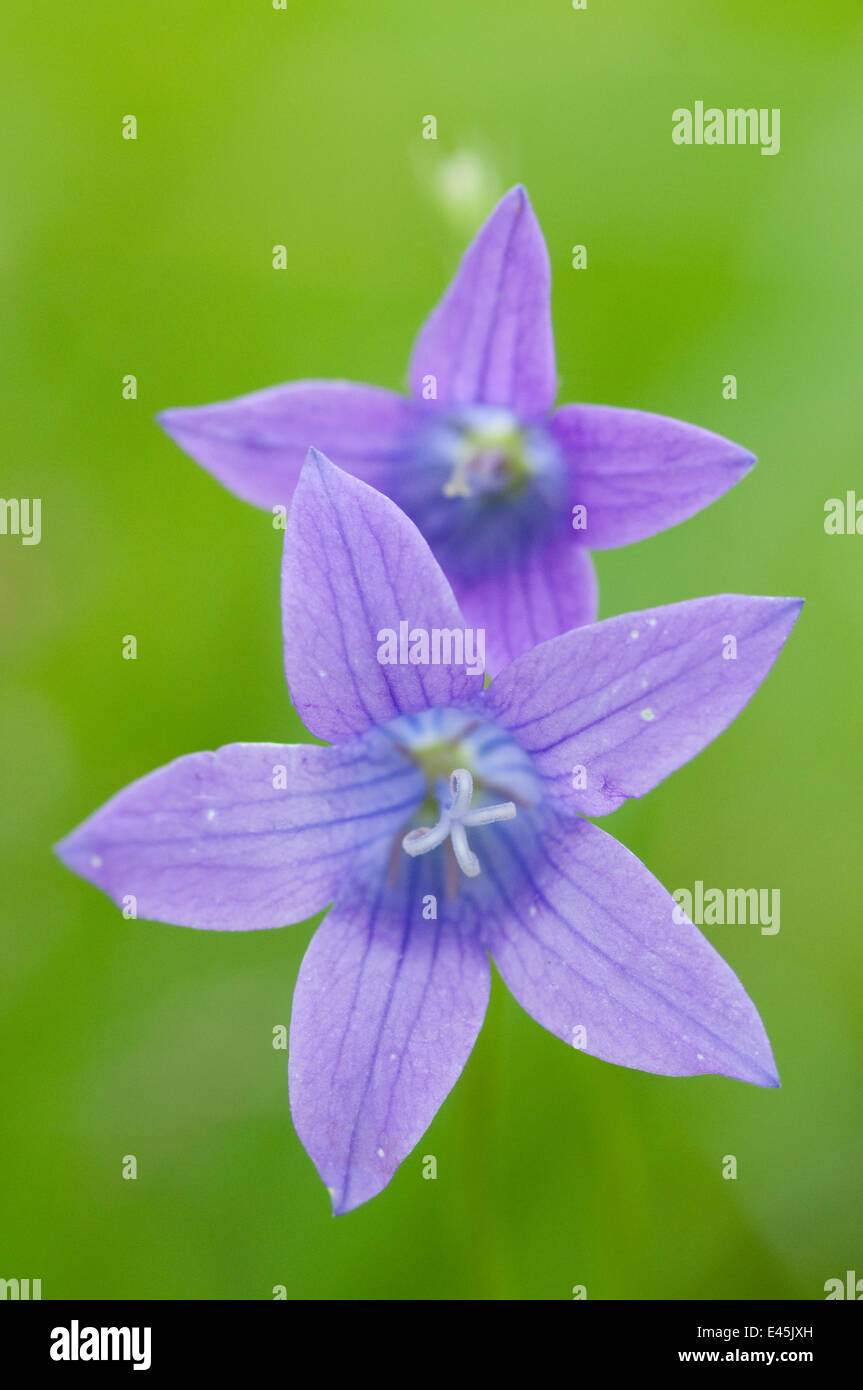 Two Wild bellflowers (Campanula sp) Prypiat area, Belarus, June 2009 ...