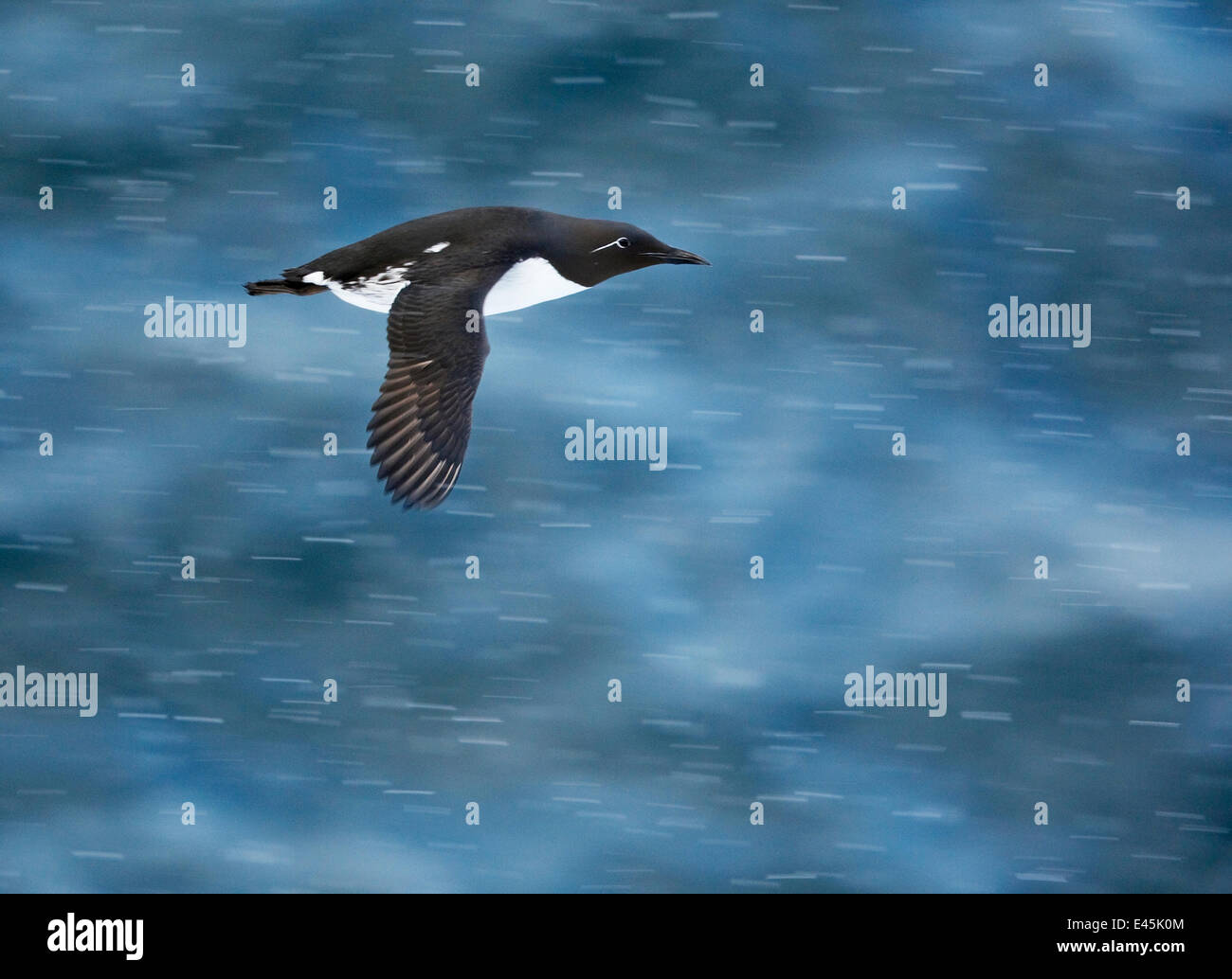 Flying guillemot over water hi-res stock photography and images - Alamy