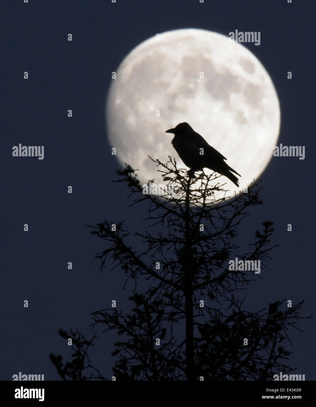 Full moon crows silhouette birds hi-res stock photography and images ...