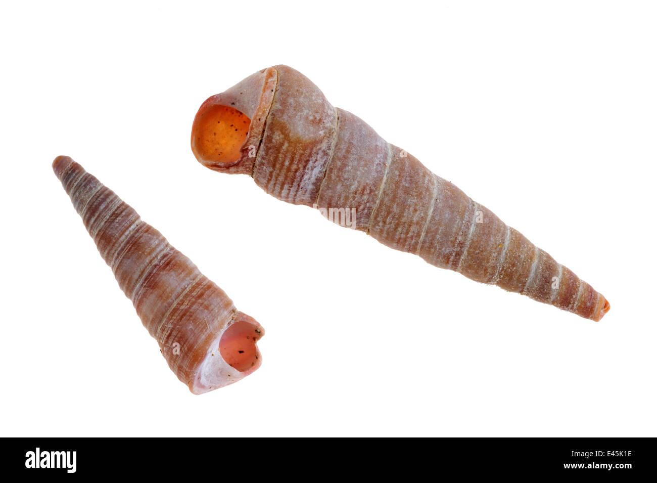 Turret-shells (Turritella communis), Brittany, France Stock Photo - Alamy