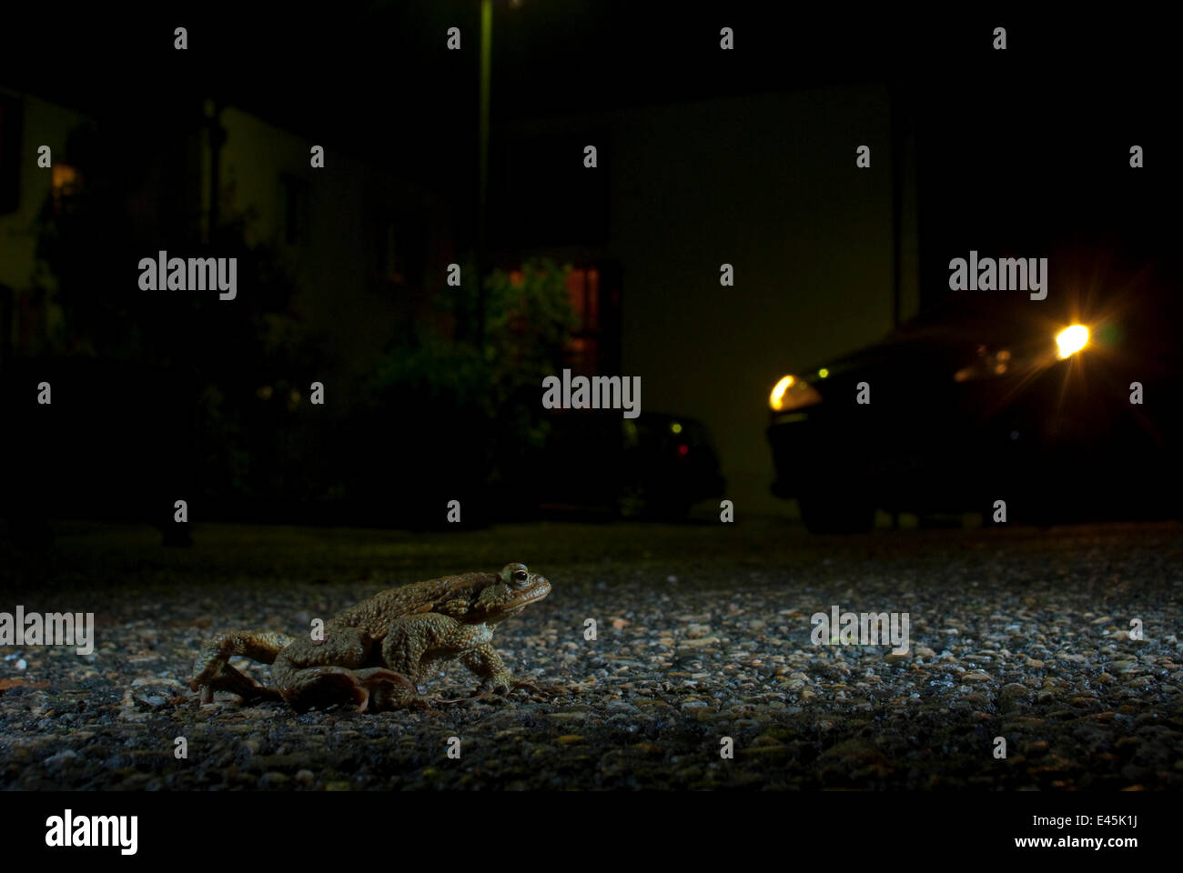 Walking Common Toads High Resolution Stock Photography and Images - Alamy