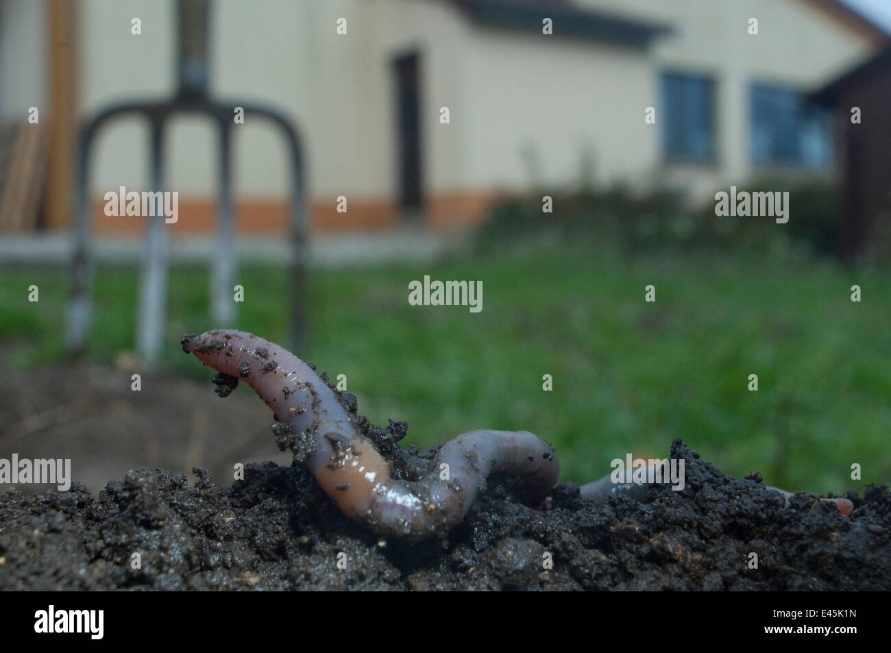 Earthworms Lumbricus Terrestris High Resolution Stock Photography and ...