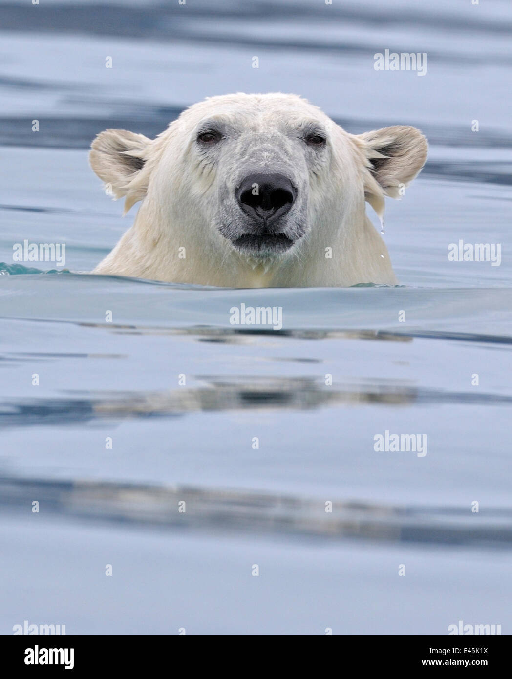 Polar Bear (Ursus maritimus) swimming Svalbard, Norway Stock Photo - Alamy