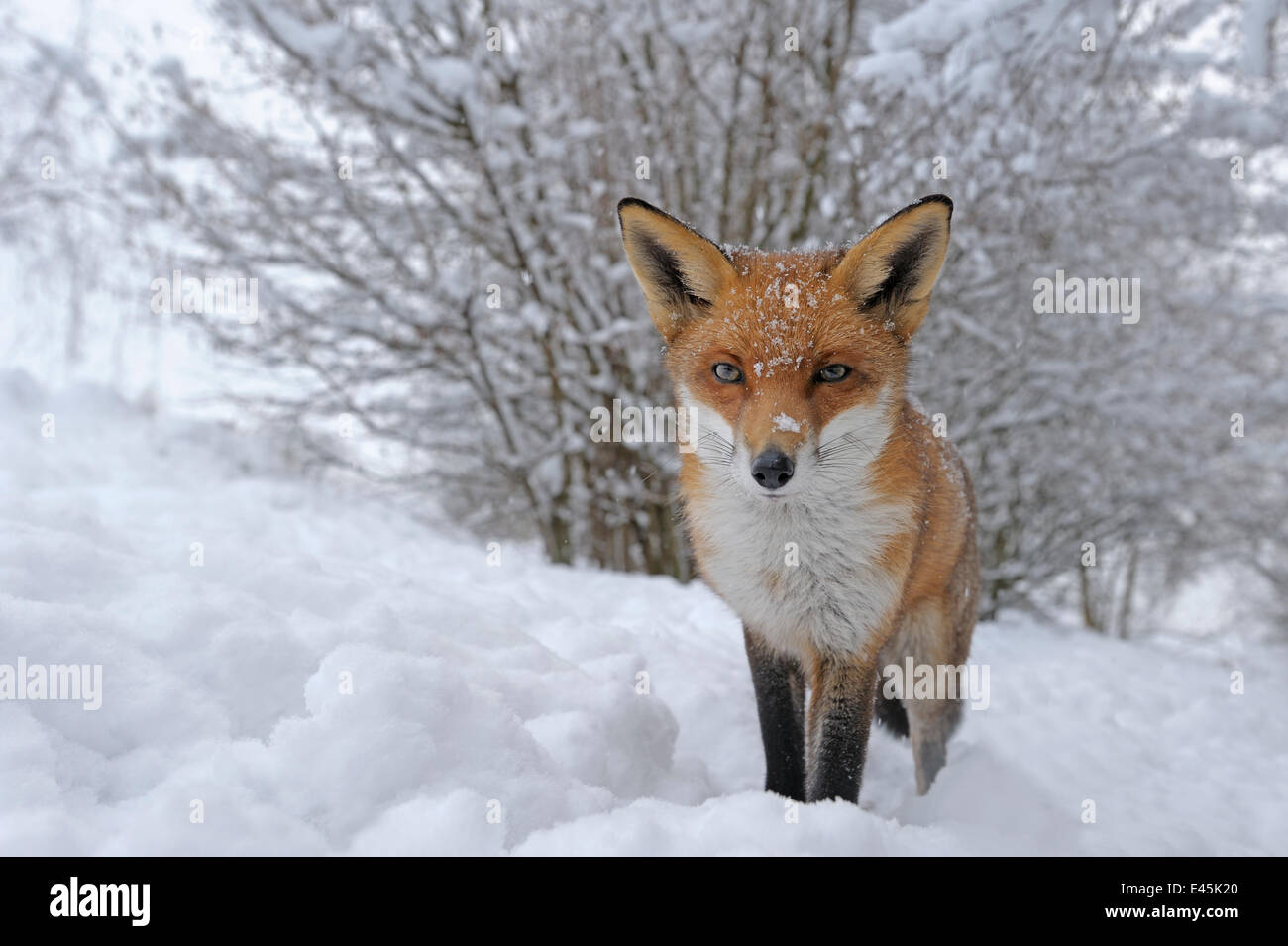 Uk fox hi-res stock photography and images - Alamy
