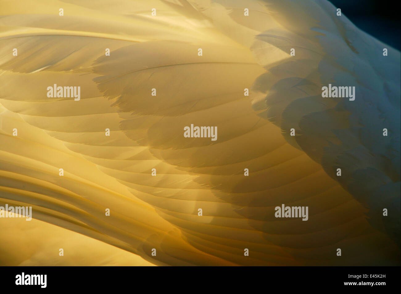 Backlit swans wings hi-res stock photography and images - Alamy