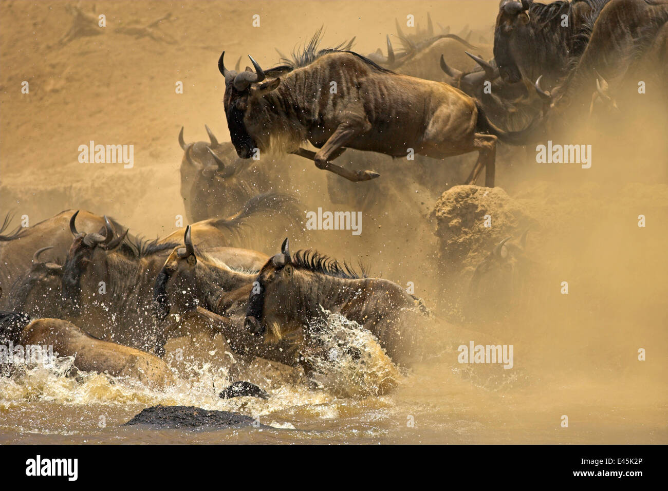 Common wildebeest (Connochaetes taurinus) jumping into Mara River ...