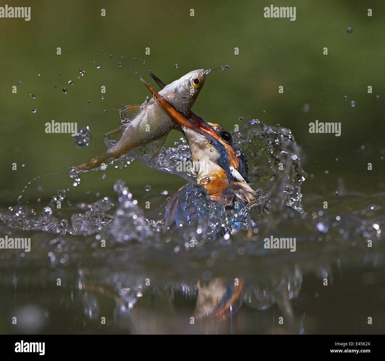 Common kingfisher (Alcedo atthis) in water carrying fish, UK Stock ...