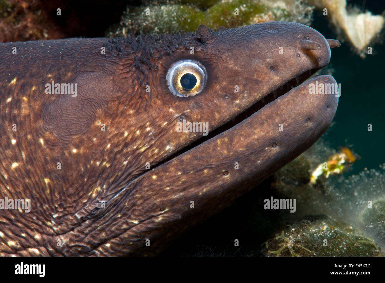 Moray eel (Muraena helena) looking out from a hole in the artificial ...