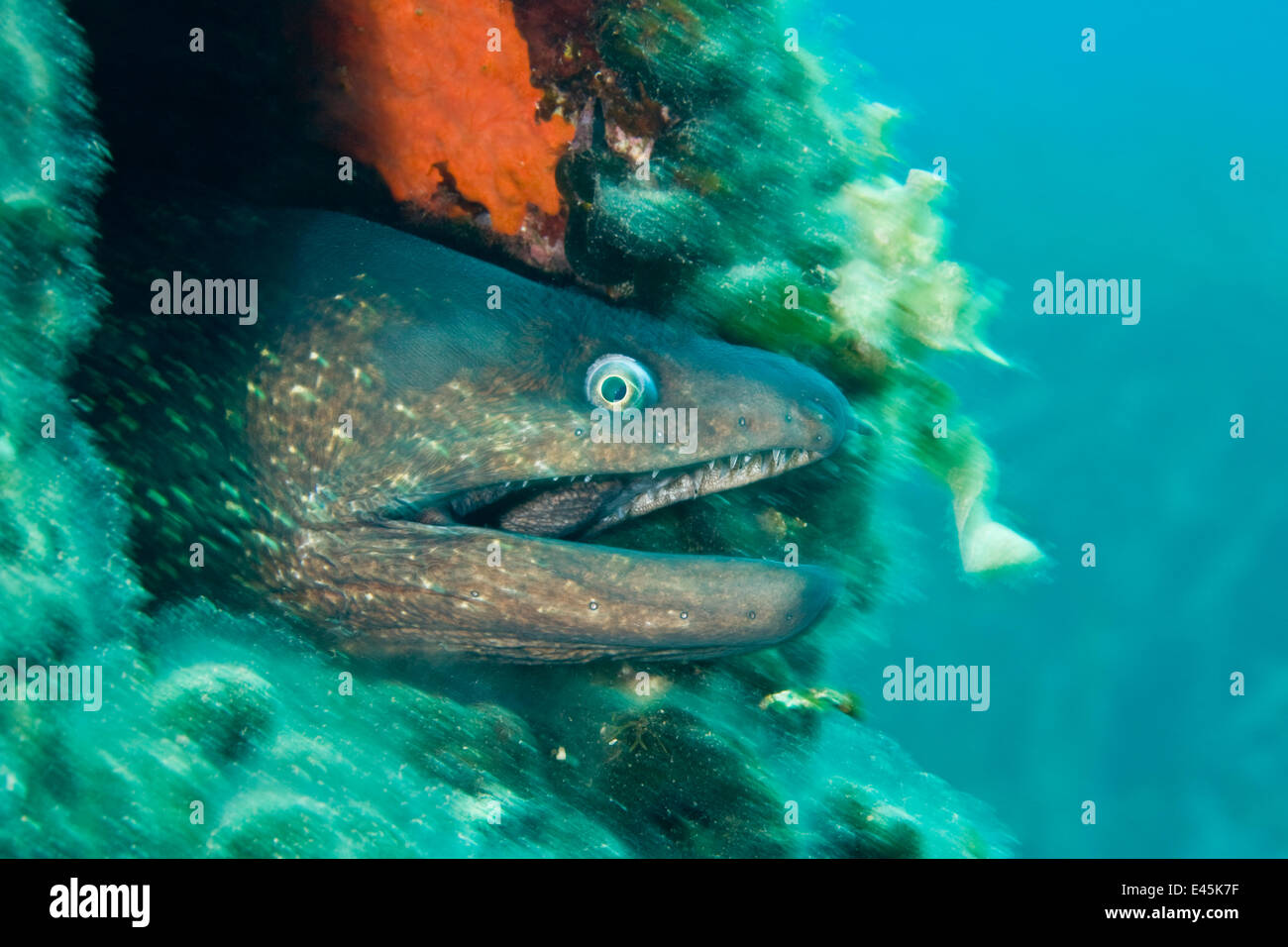 Moray eel (Muraena helena) looking out of a hole in the artificial reef ...