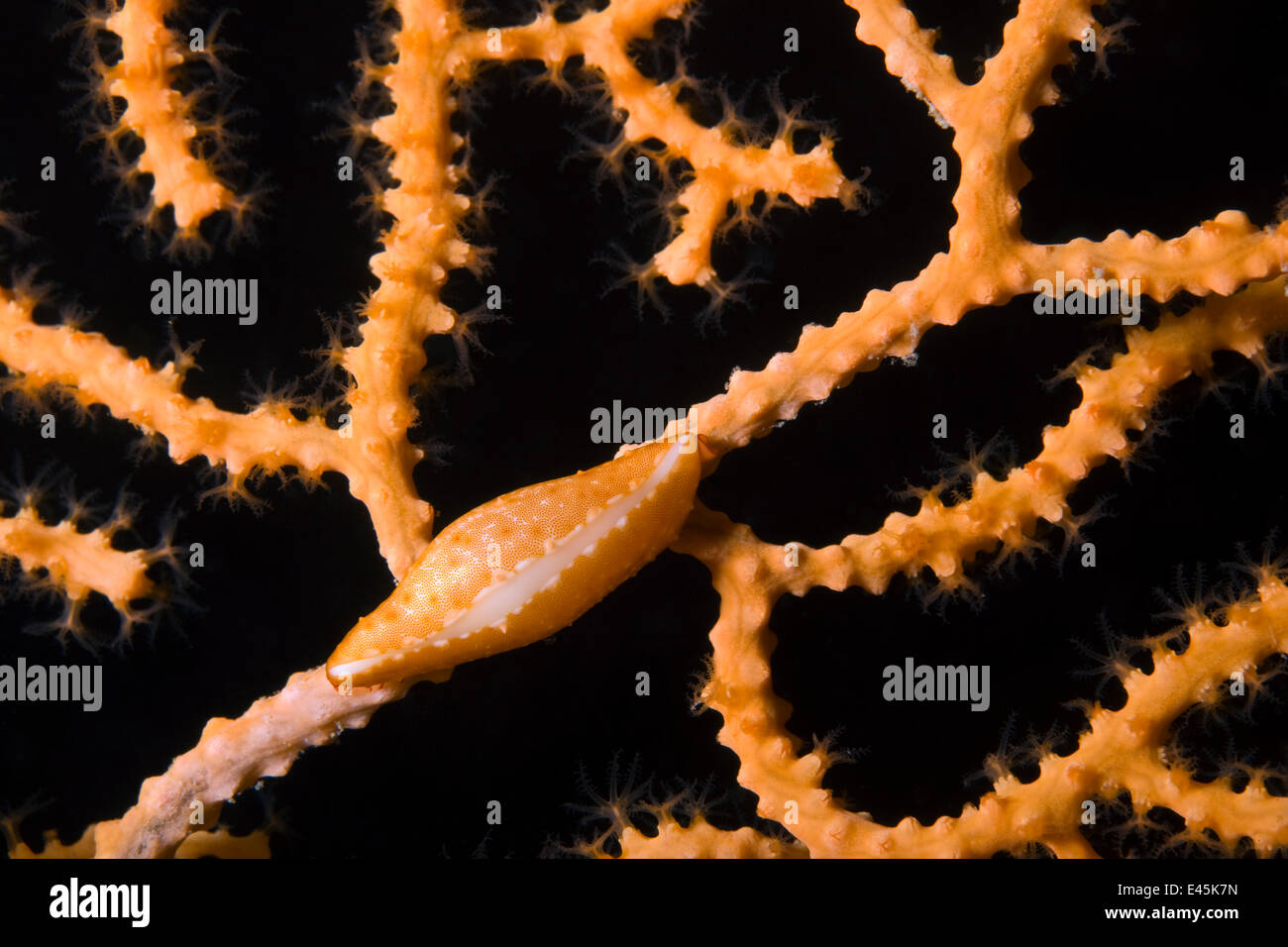 Simnia spelta hi-res stock photography and images - Alamy