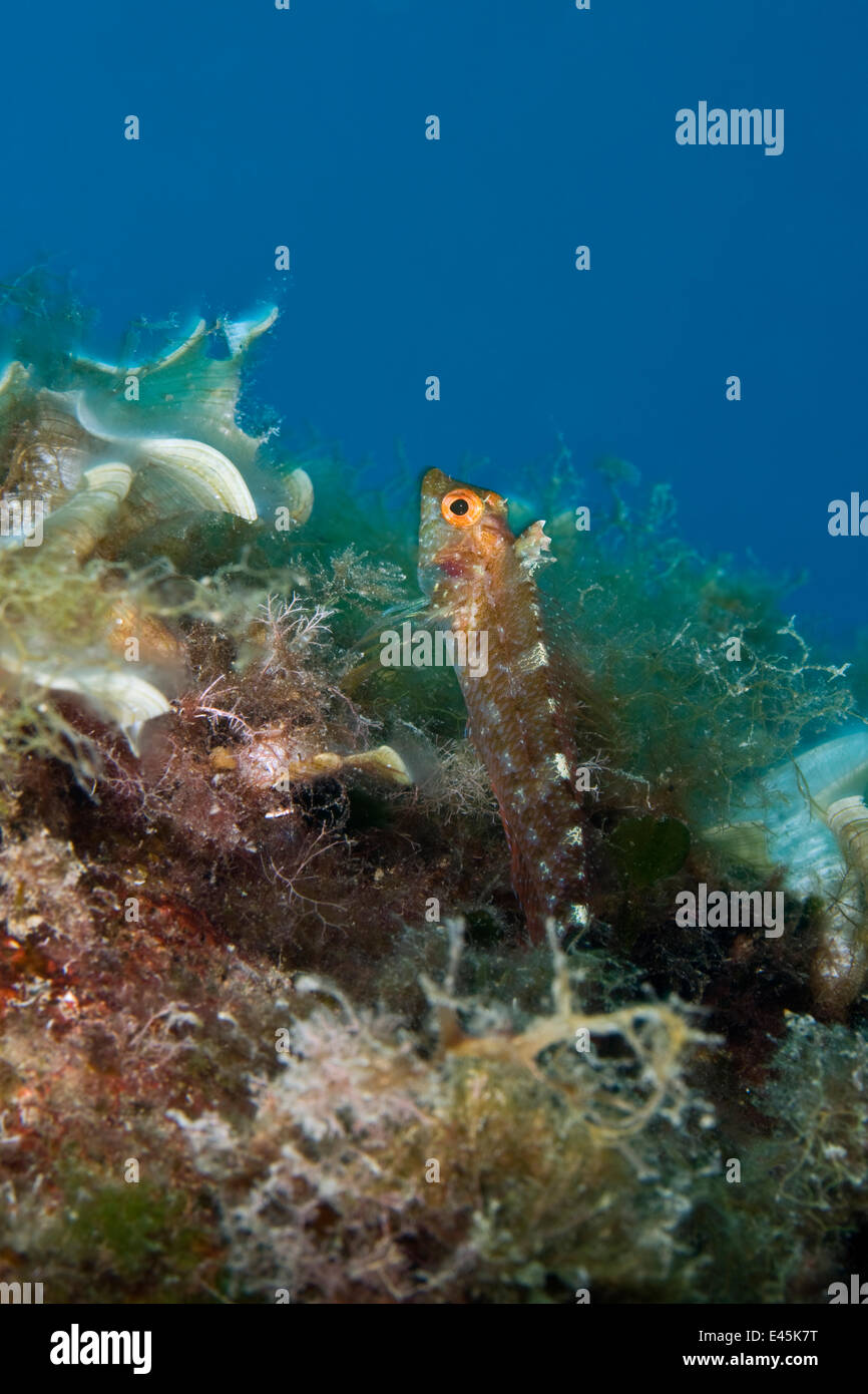 Male Yellow triplefin blenny (Tripterygion delaisi) Larvotto Marine ...